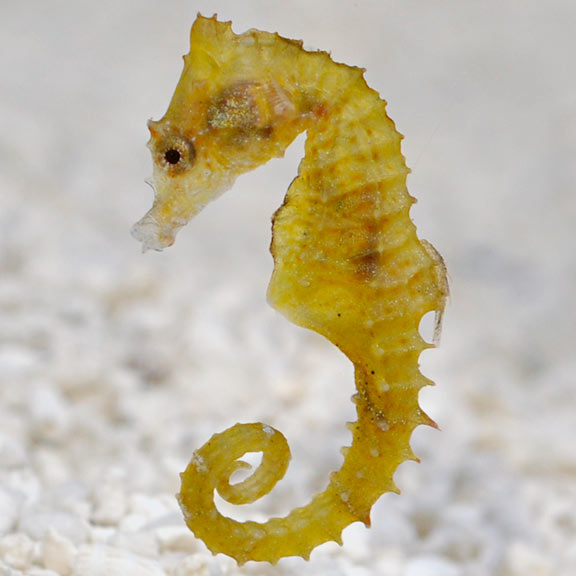 Dwarf Seahorse: Saltwater Aquarium Nano Fish